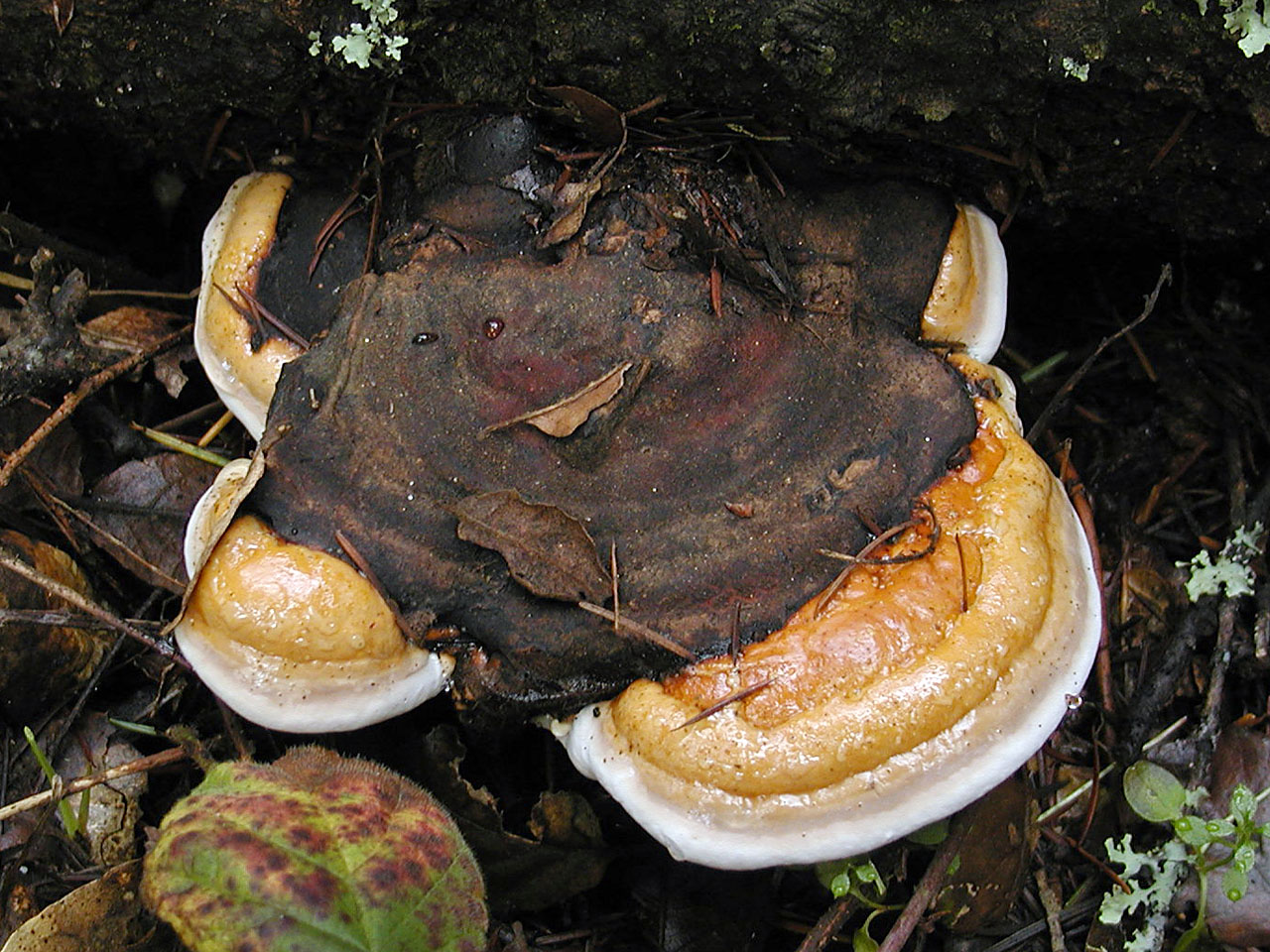 California Fungi: Fomitopsis pinicola