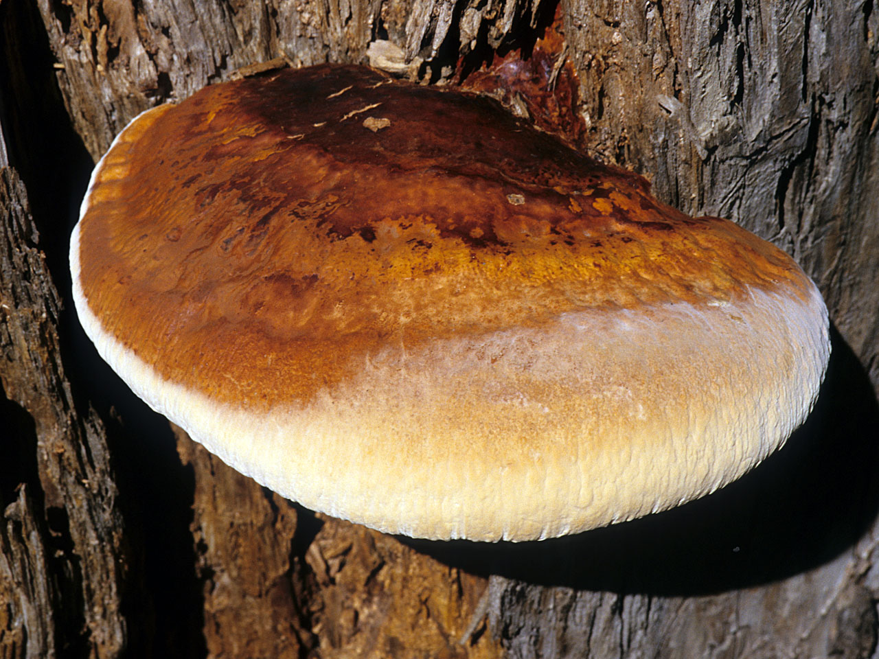 California Fungi: Ganoderma oregonense