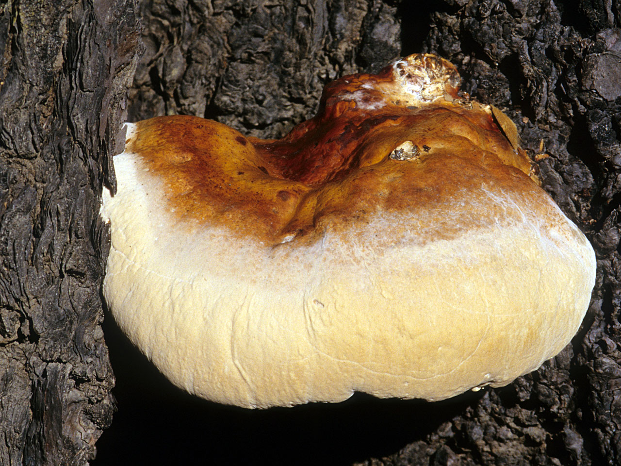 California Fungi: Ganoderma oregonense