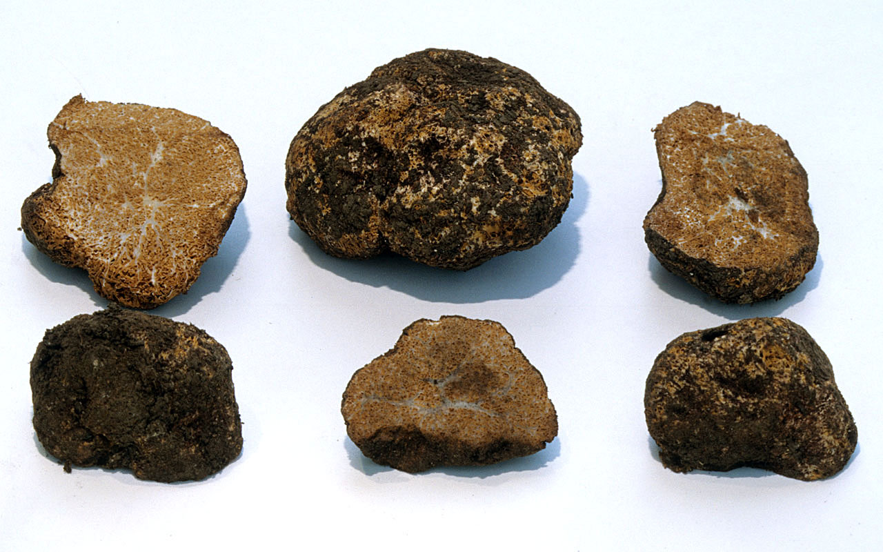 California Fungi: Gautieria pterosperma