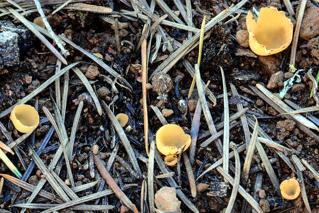 California Fungi: Geopyxis deceptiva
