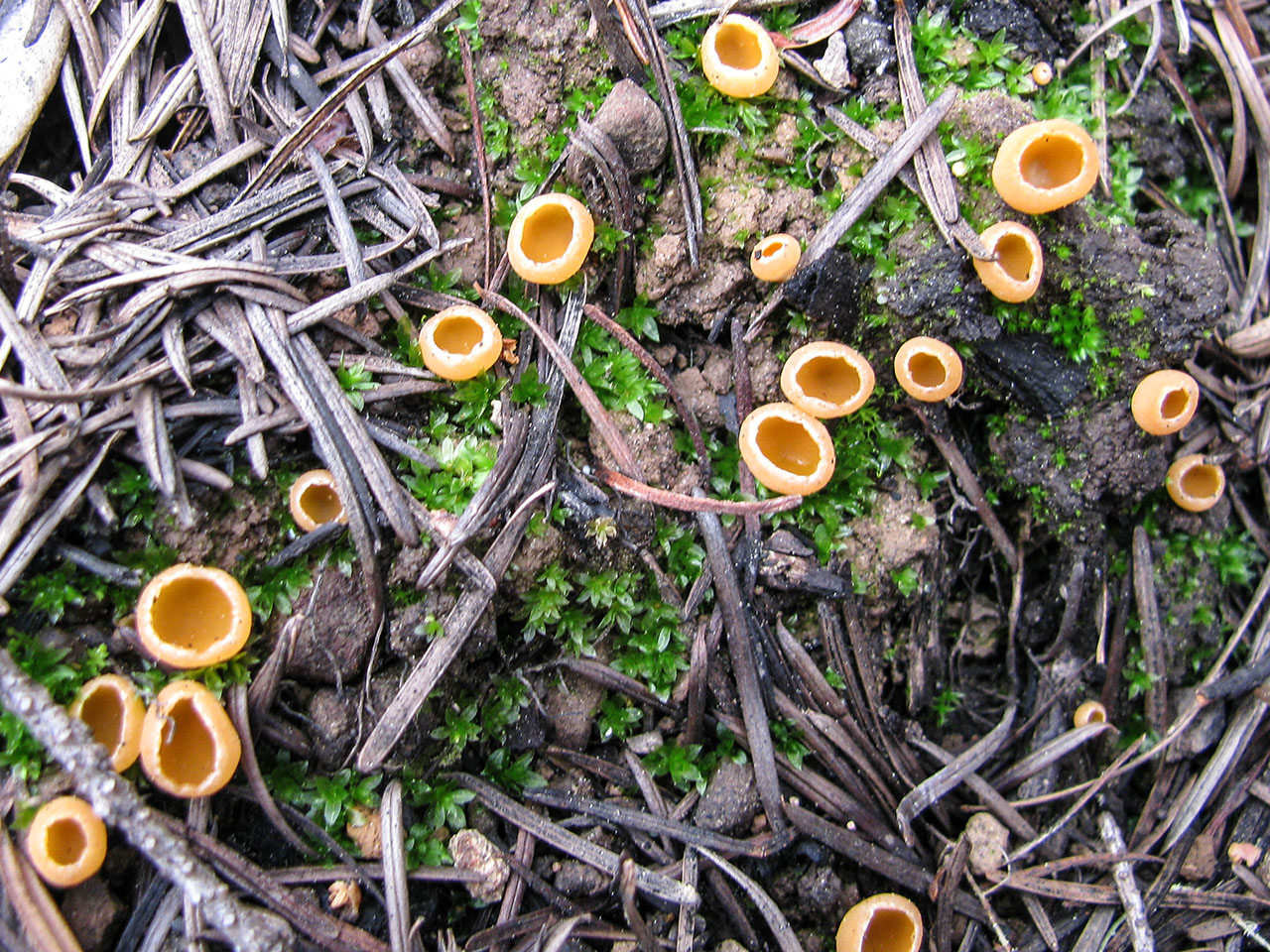 California Fungi: Geopyxis deceptiva
