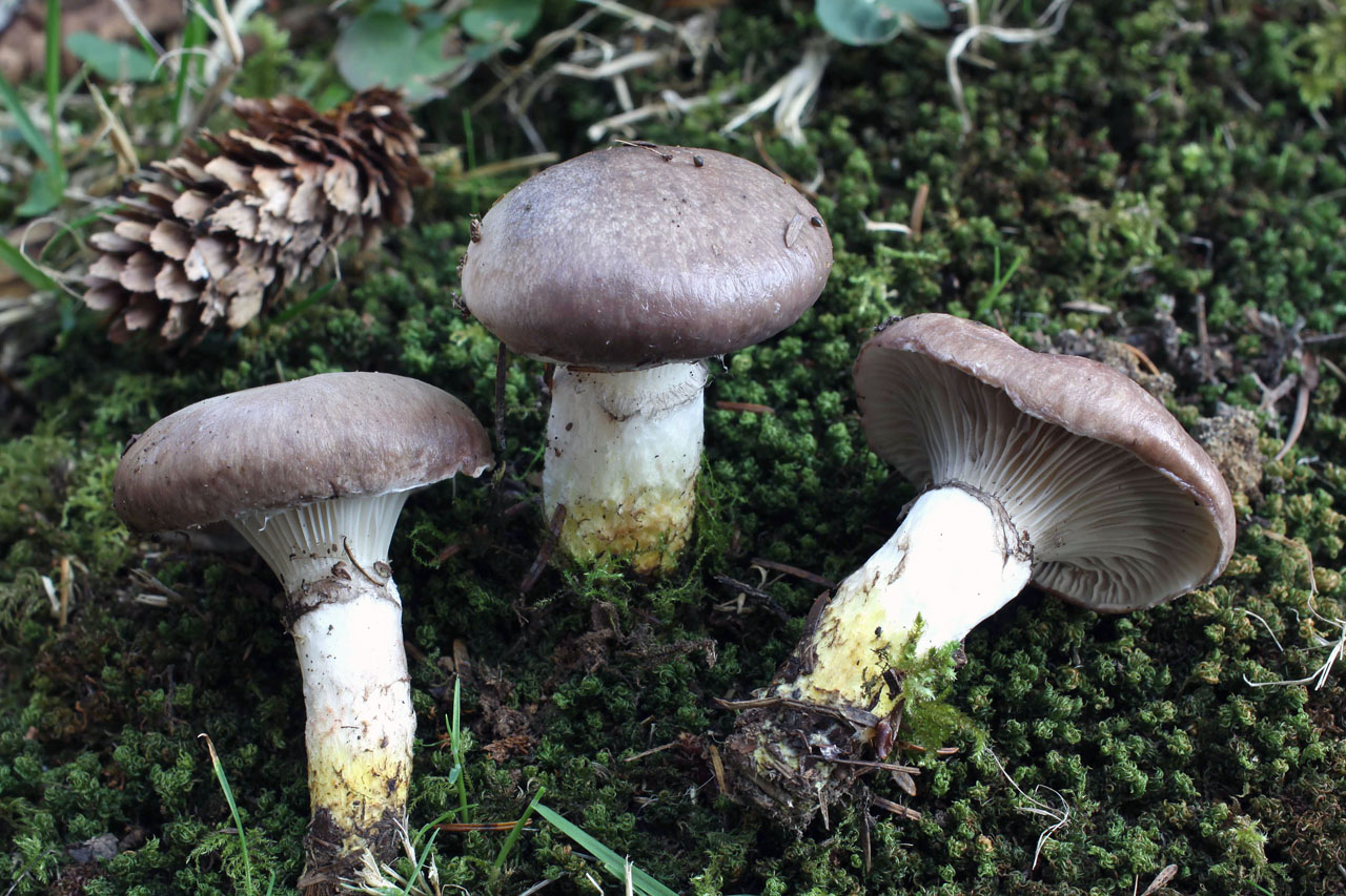 Gomphidius glutinosus - Alchetron, The Free Social Encyclopedia