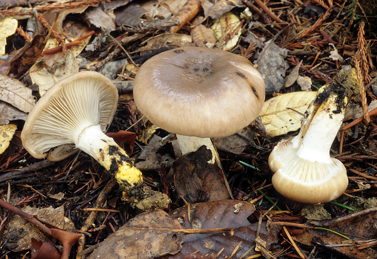 California Fungi: Gomphidius oregonensis