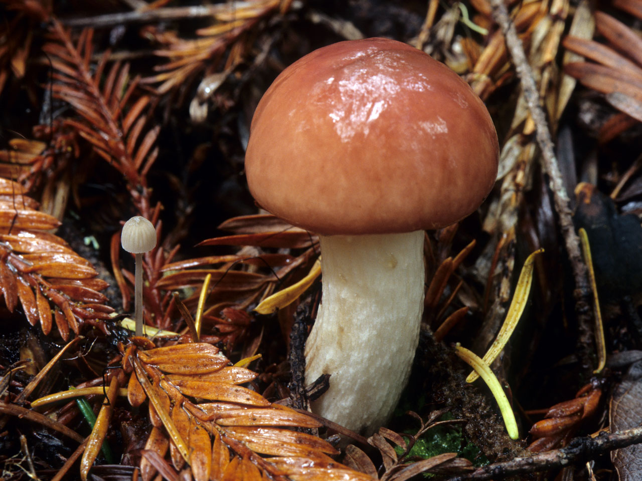 California Fungi: Gomphidius subroseus