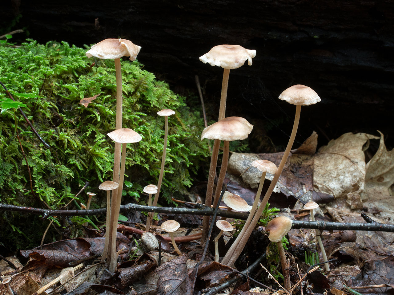 California Fungi: Marasmiellus confluens