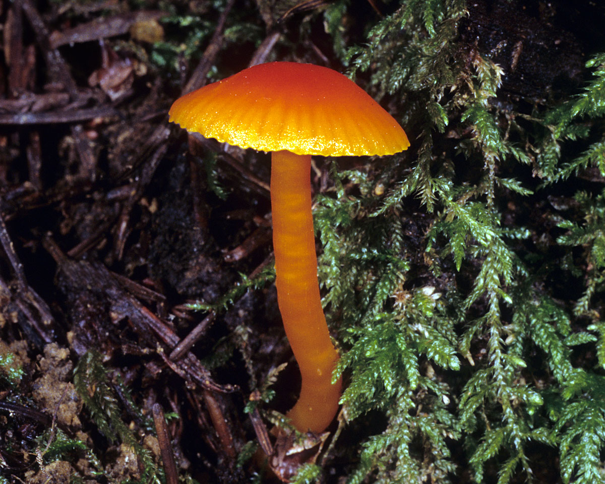 Hygrocybe miniata - Alchetron, The Free Social Encyclopedia