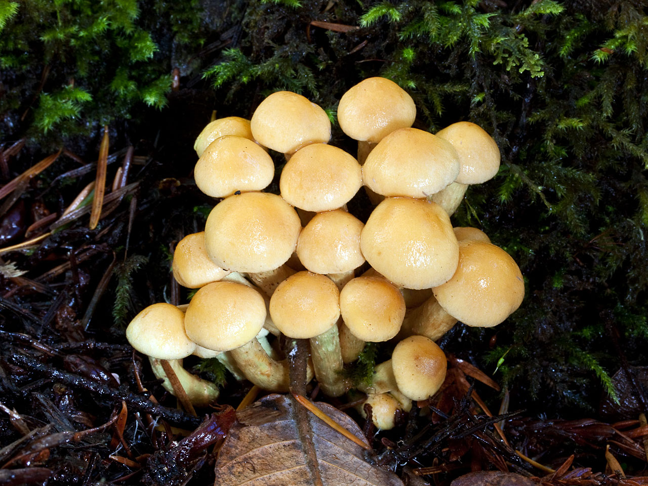 California Fungi: Hypholoma fasciculare