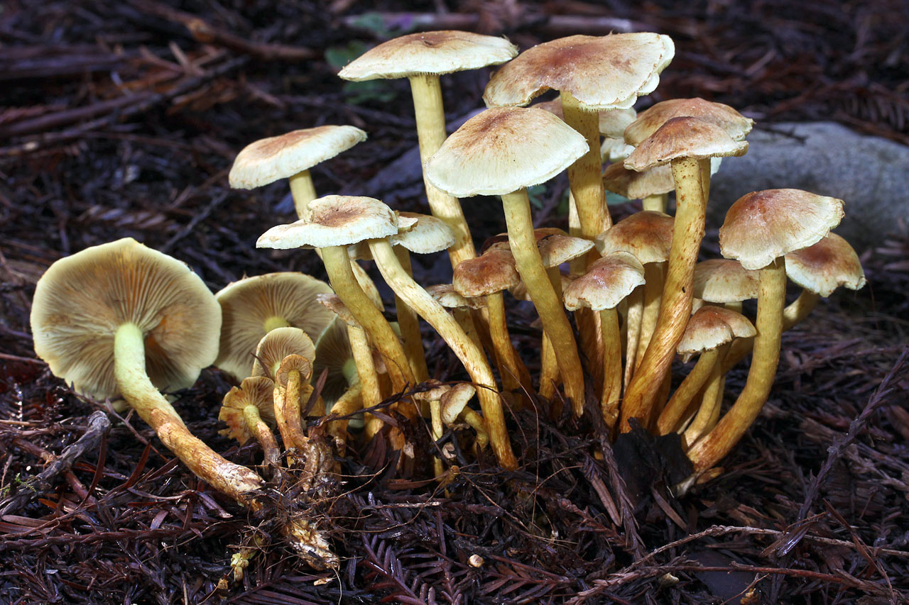 California Fungi: Hypholoma fasciculare