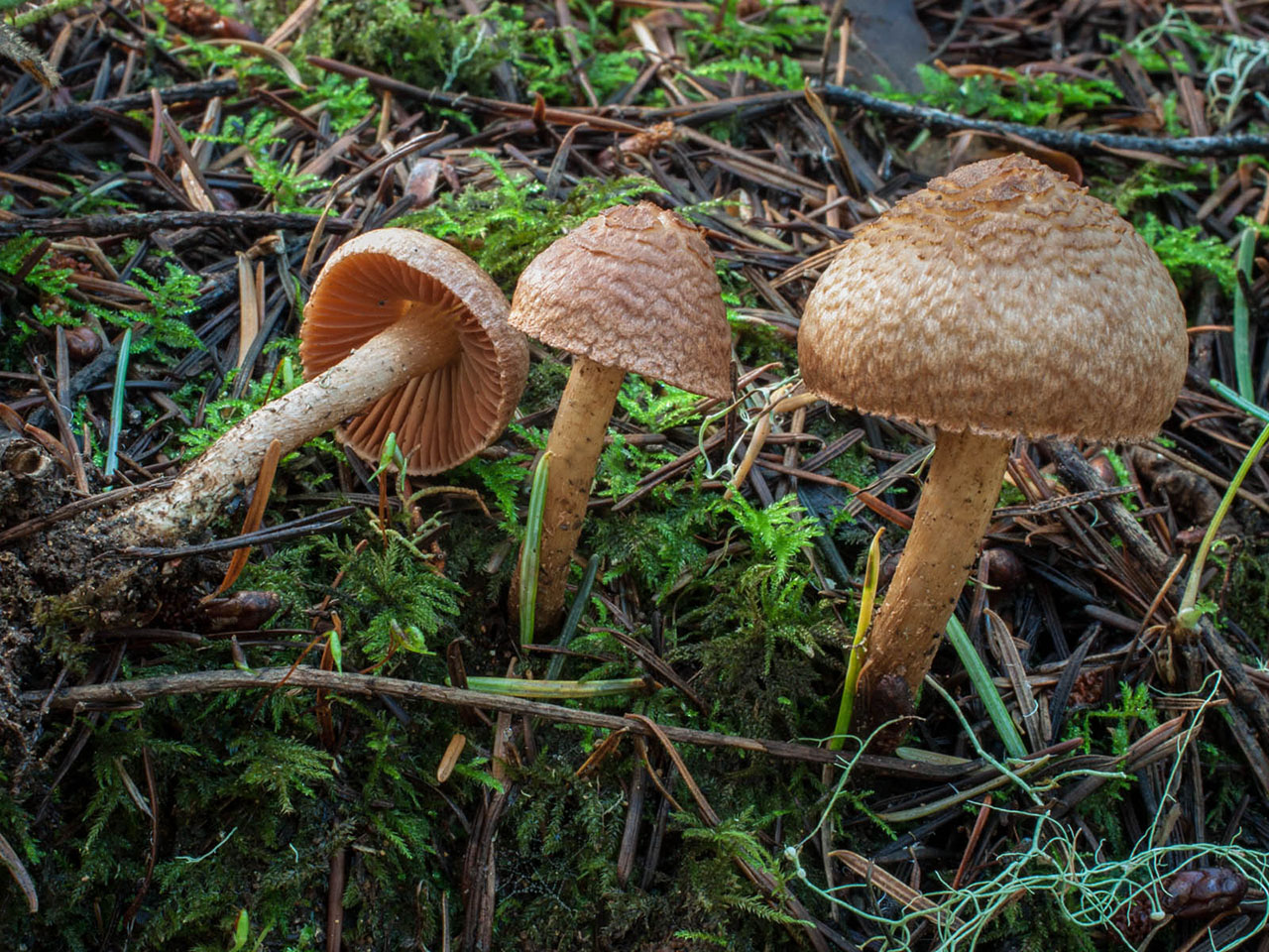 California Fungi: Inosperma calamistratum