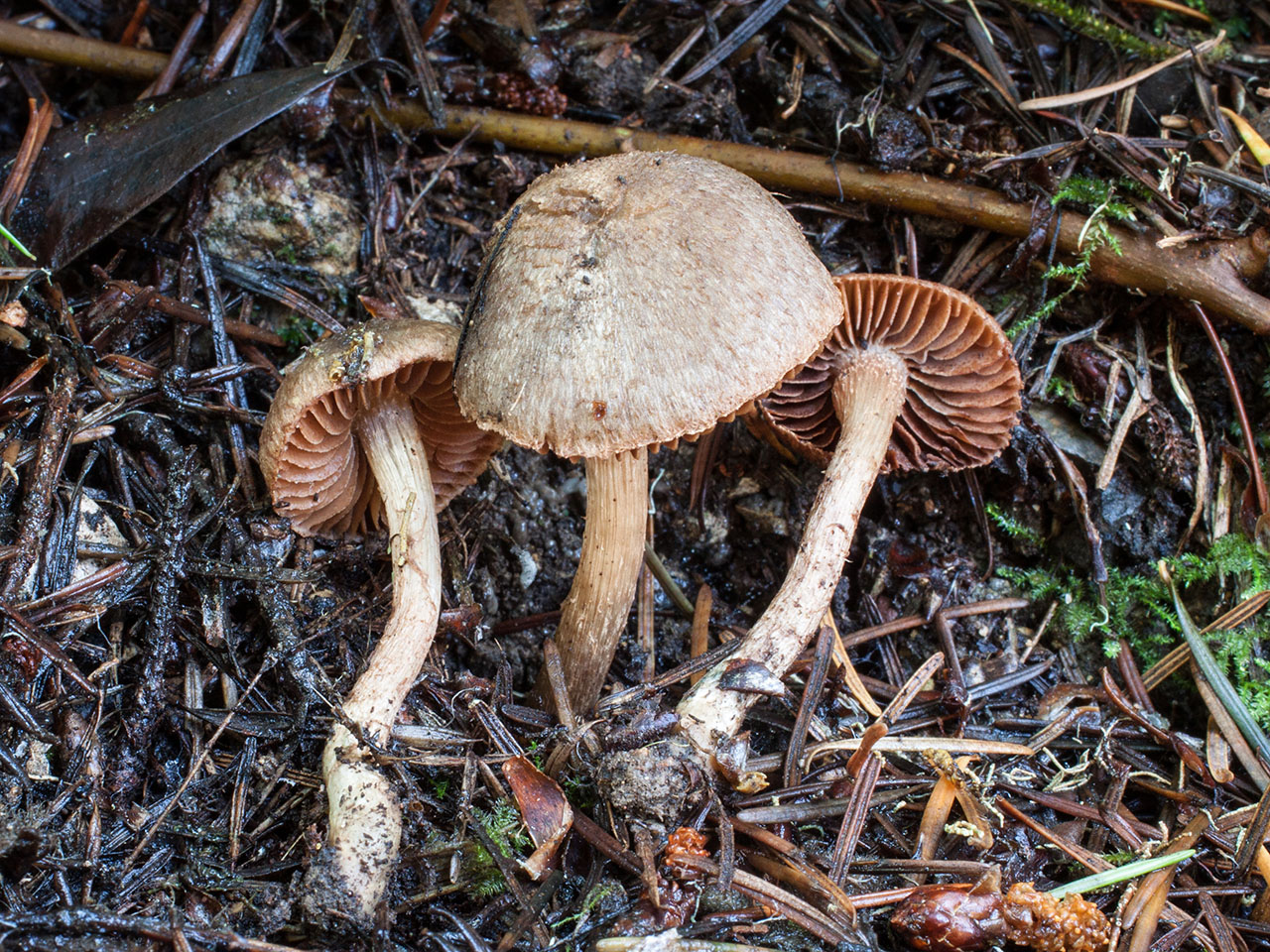 California Fungi: Inosperma calamistratum