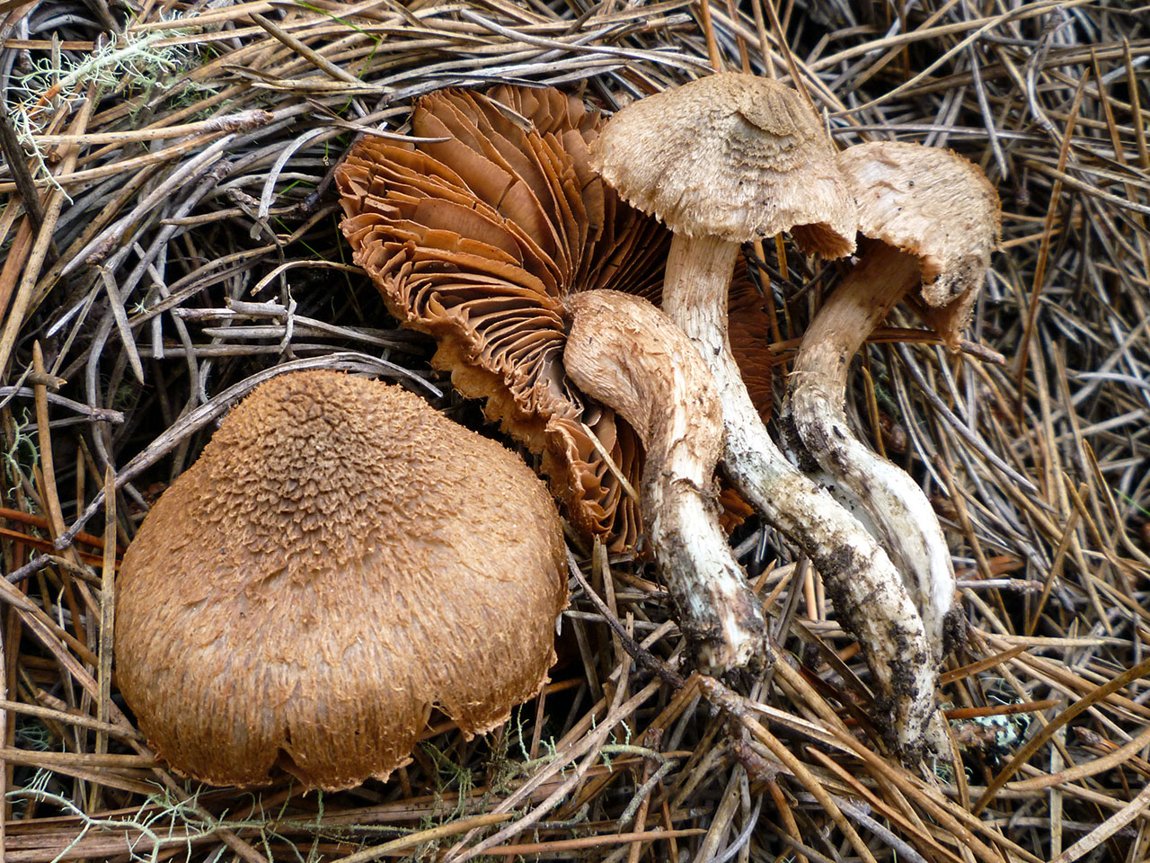 California Fungi: Inosperma calamistratum