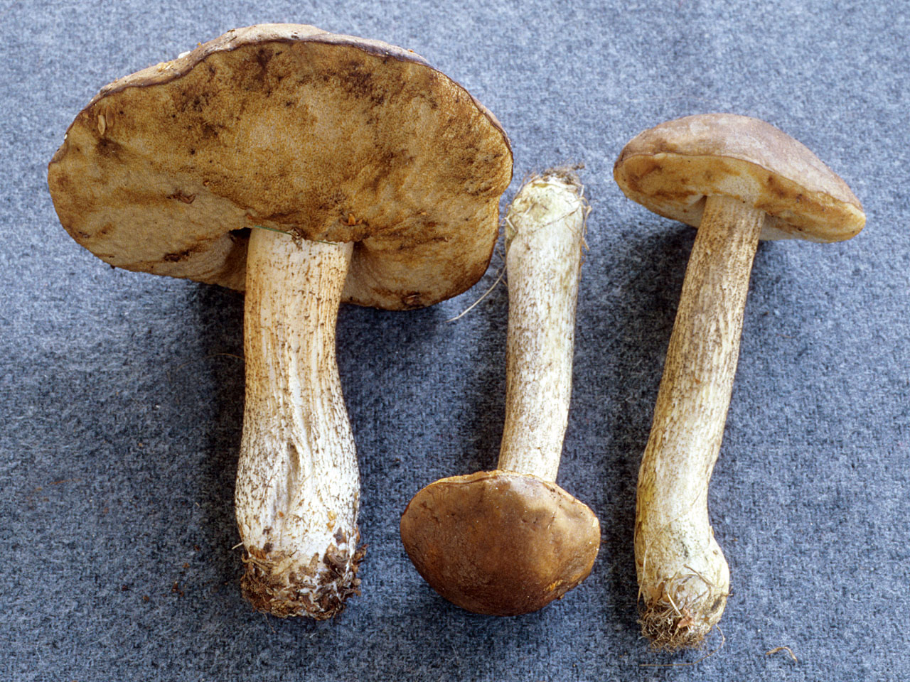 California Fungi: Leccinum scabrum