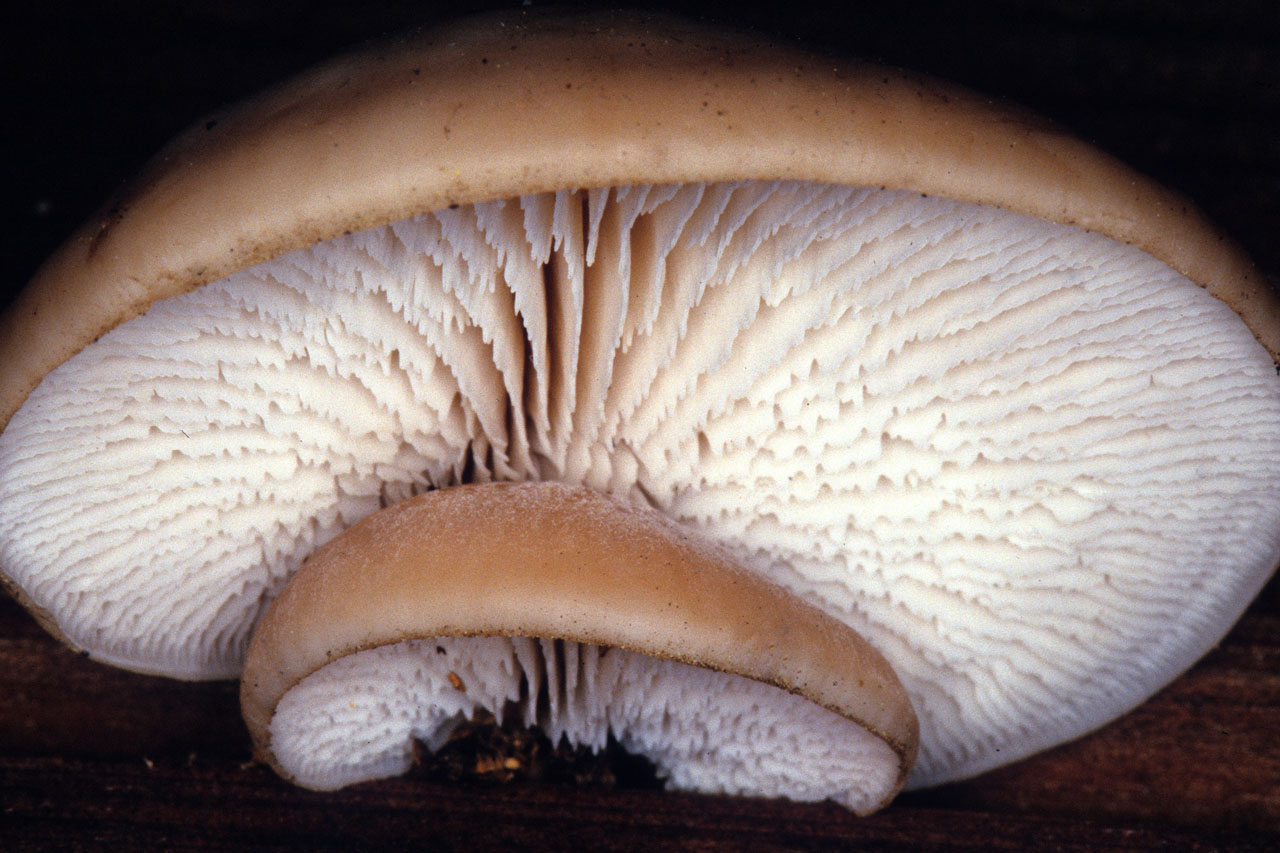 California Fungi: Lentinellus montanus