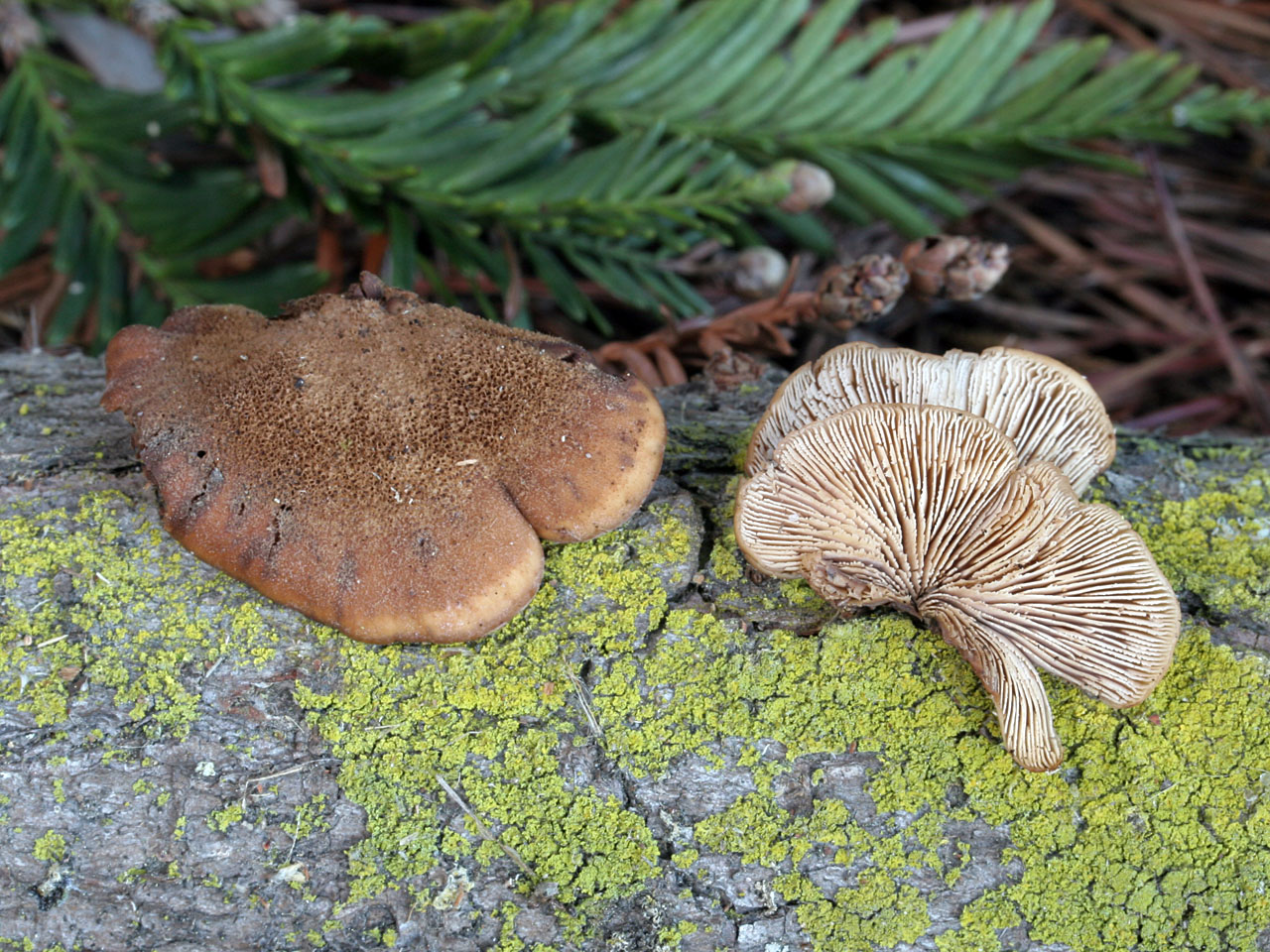 California Fungi: Lentinellus ursinus