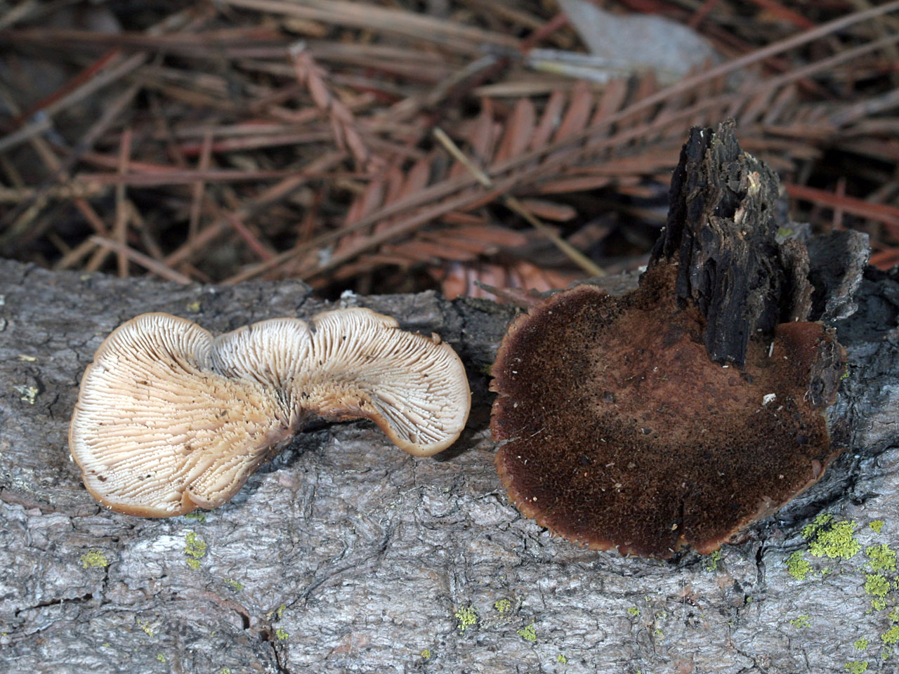 California Fungi: Lentinellus ursinus
