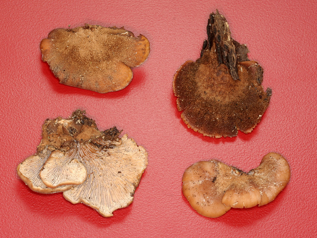 California Fungi: Lentinellus ursinus