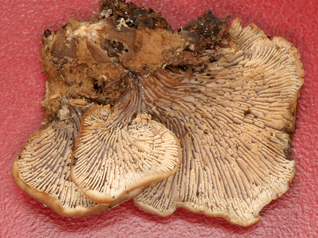 California Fungi: Lentinellus ursinus