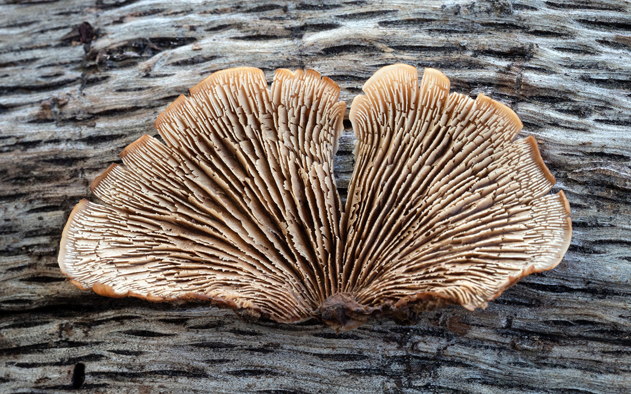 California Fungi: Lentinellus ursinus