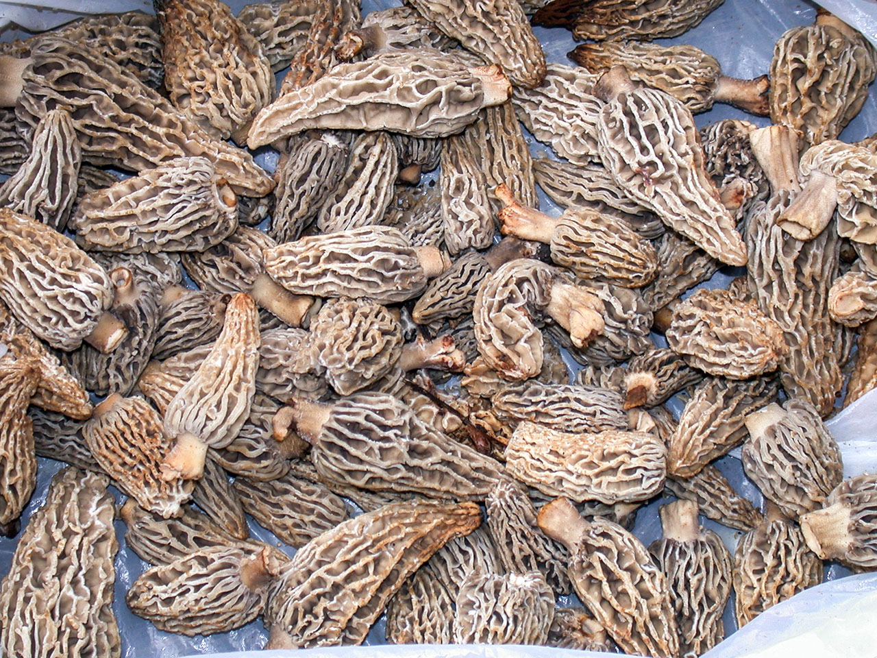 California Fungi: Morchella rufobrunnea