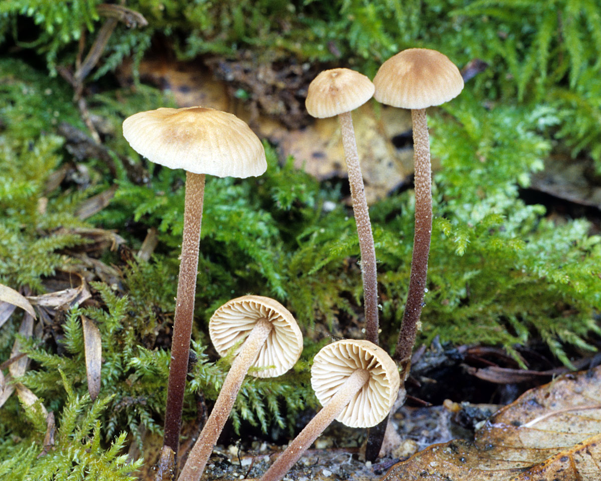California Fungi: Mycetinis copelandii