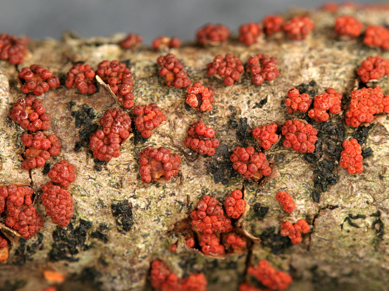 California Fungi: Nectria cinnabarina
