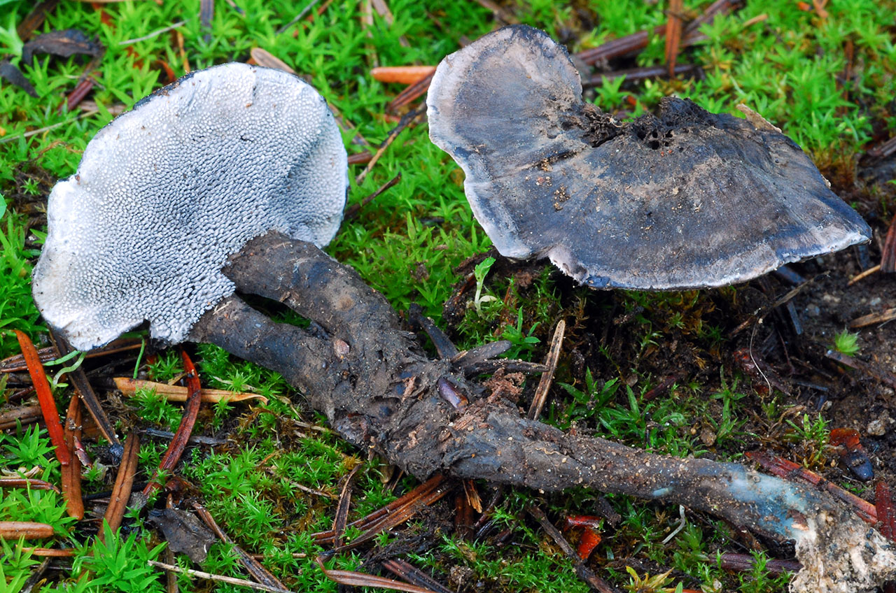 California Fungi: Phellodon atratus