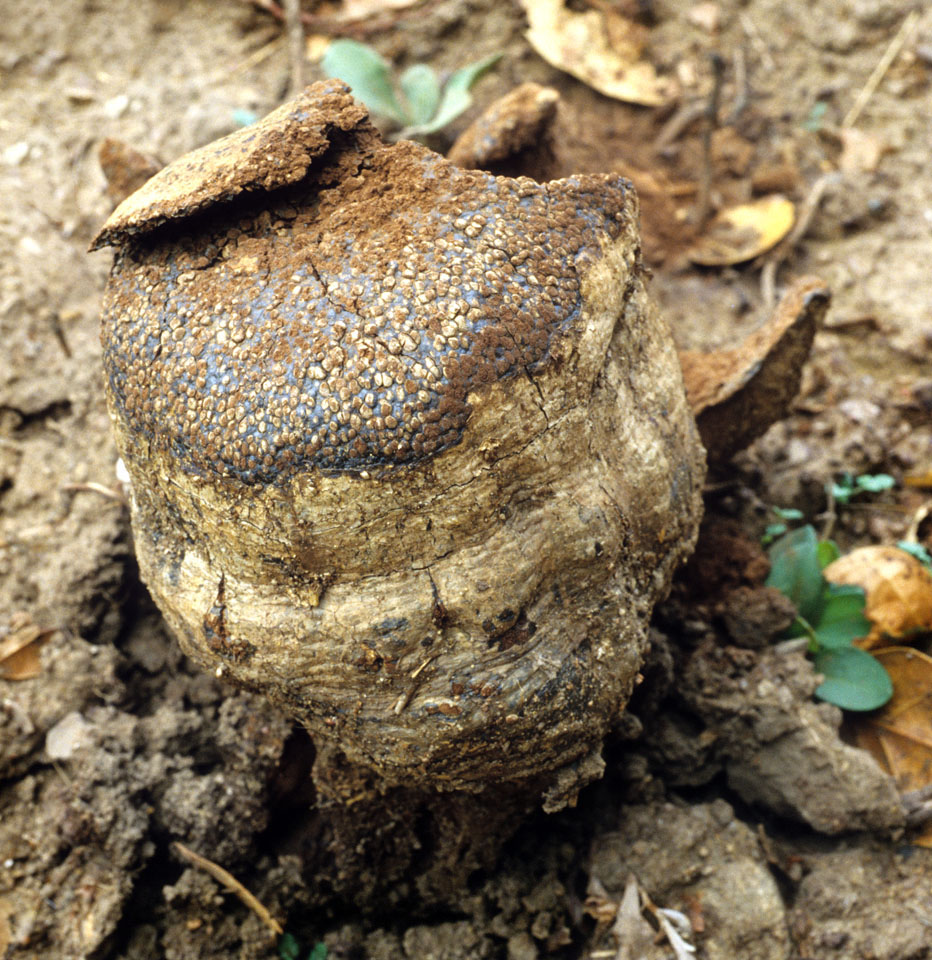California Fungi: Pisolithus arhizus
