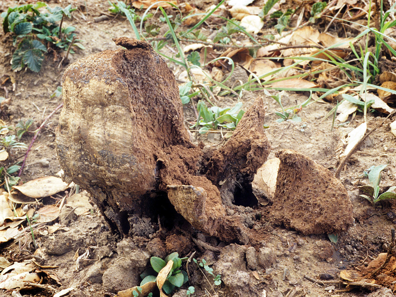 California Fungi: Pisolithus arhizus