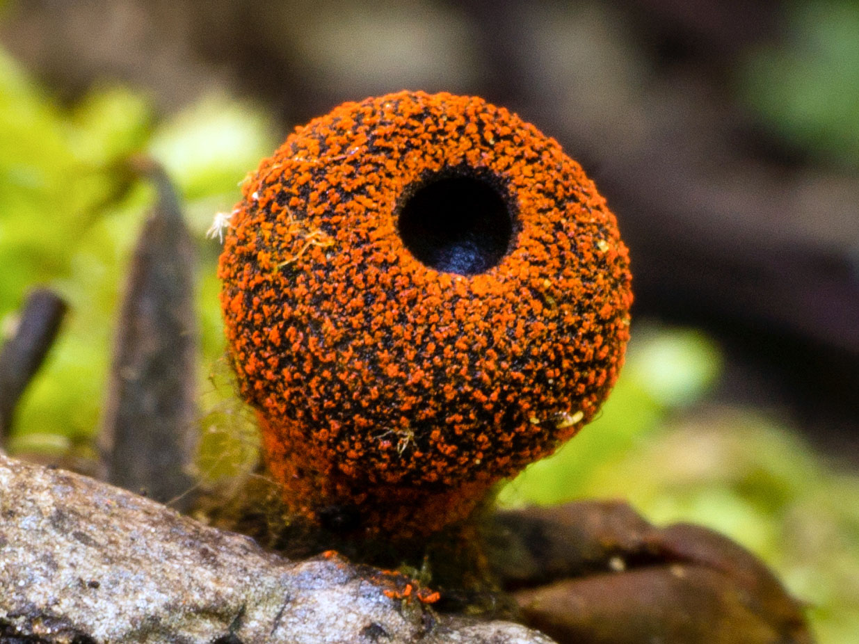 California Fungi: Plectania melastoma