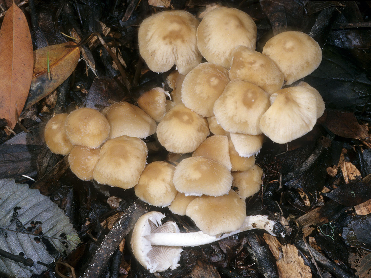 Psathyrella candolleana - Alchetron, the free social encyclopedia