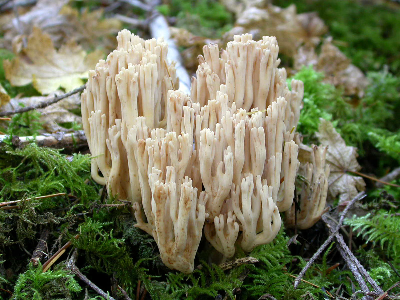 California Fungi: Ramaria acrisiccescens