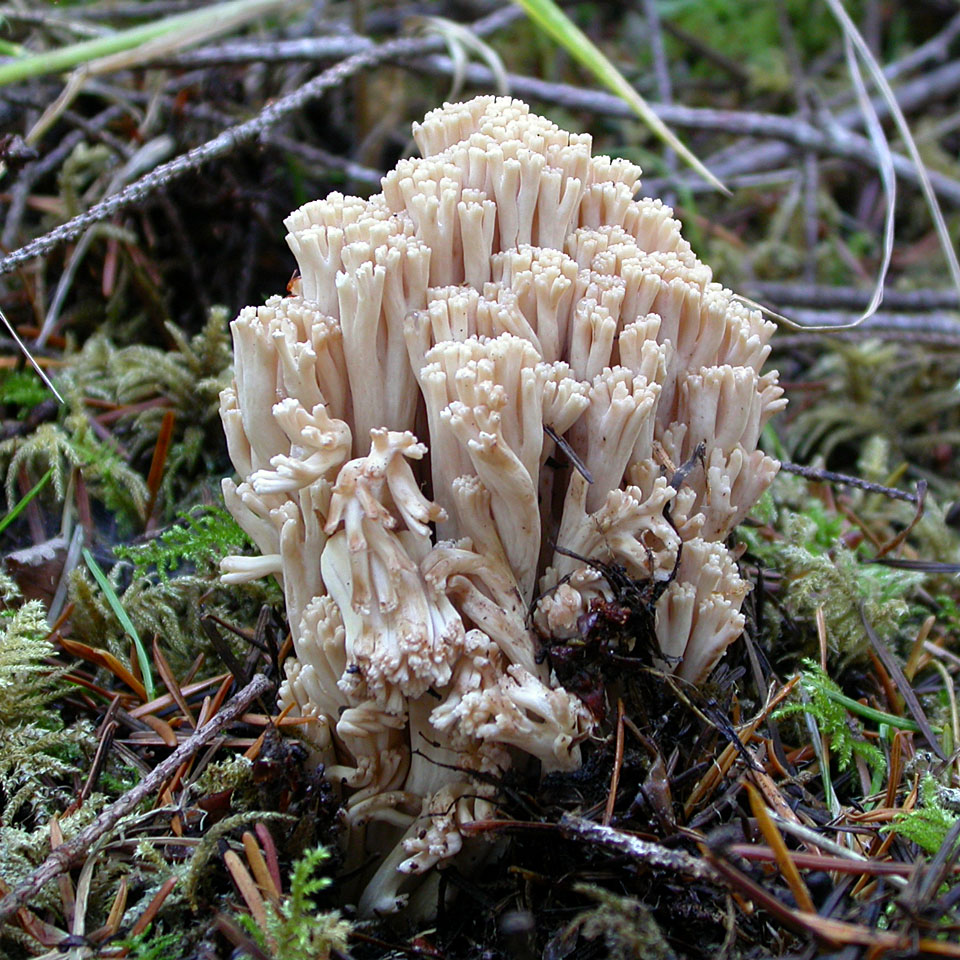 California Fungi: Ramaria acrisiccescens