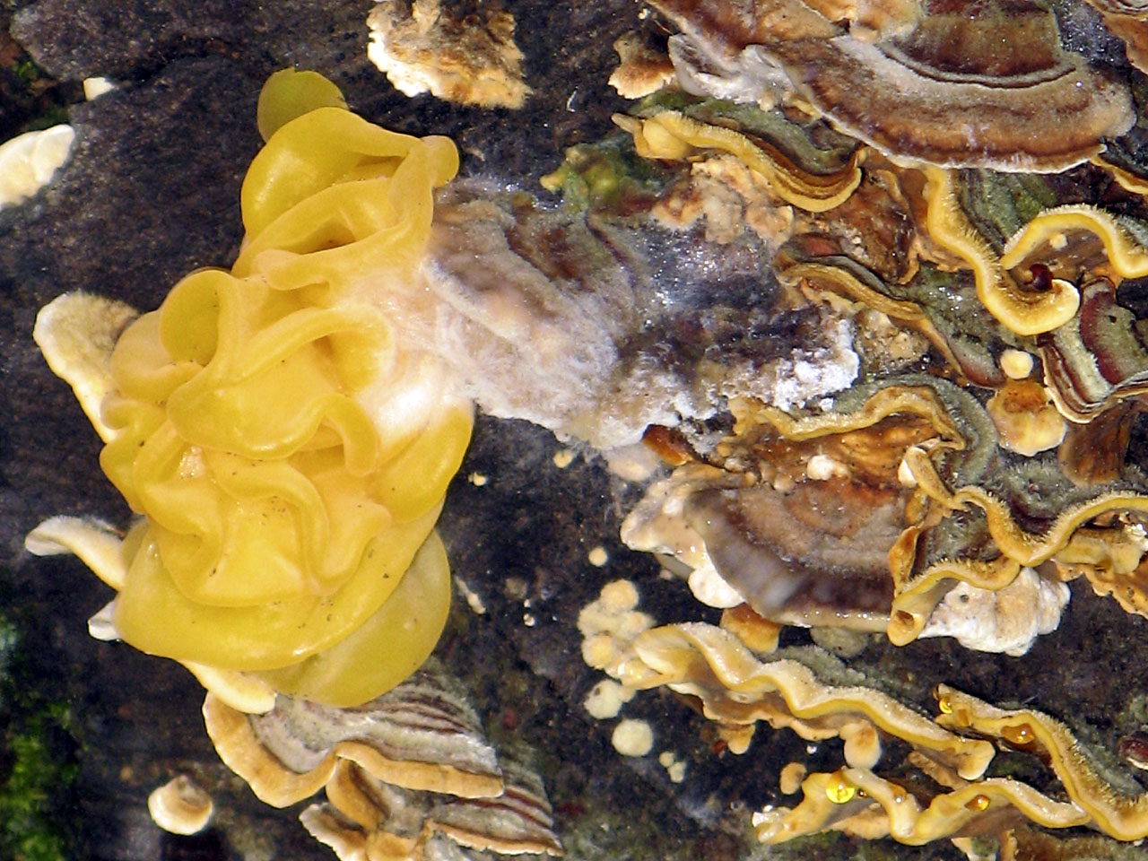 California Fungi: Naematelia aurantia