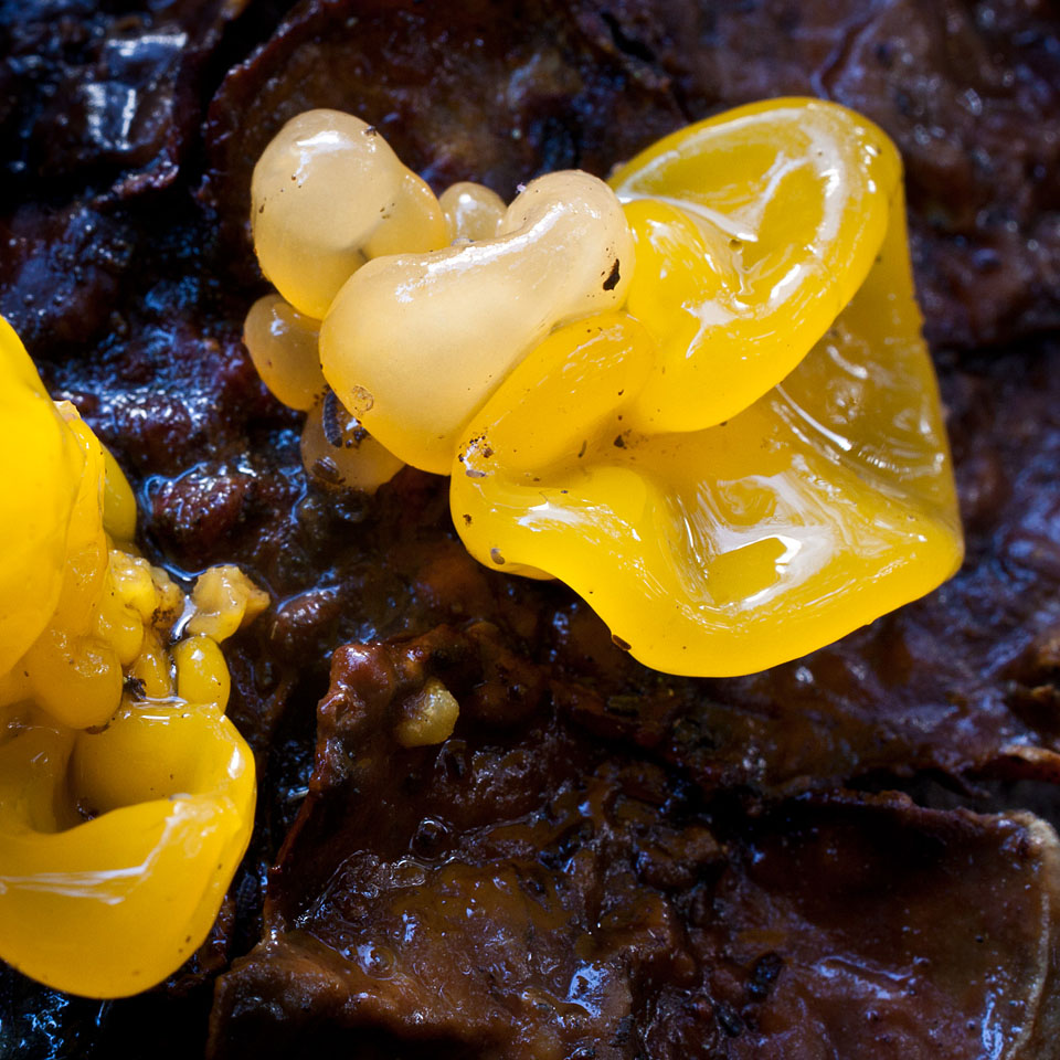 California Fungi: Naematelia aurantia