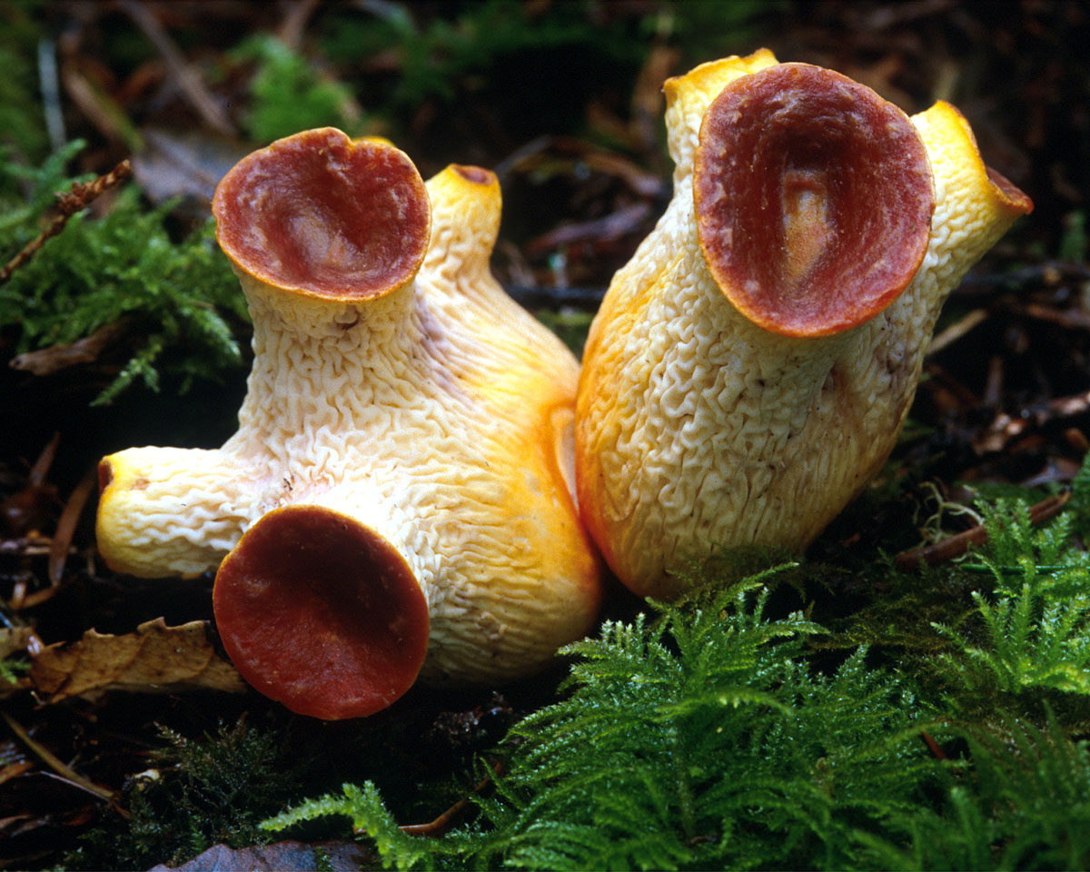 California Fungi: Turbinellus floccosus