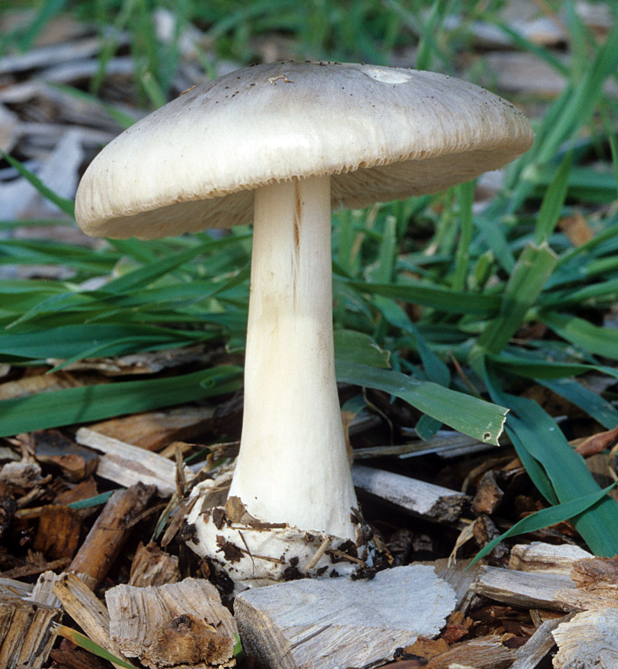 California Fungi: Volvopluteus gloiocephalus