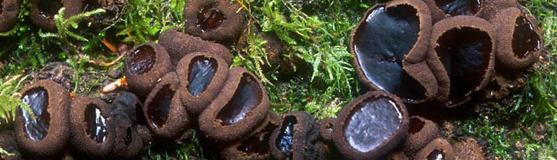 michaelgrantwood.com: Mycology