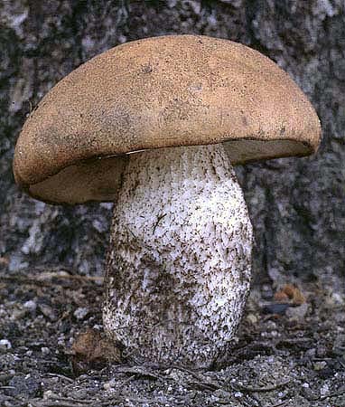 MykoWeb -- Miscellaneous Fungus Photos